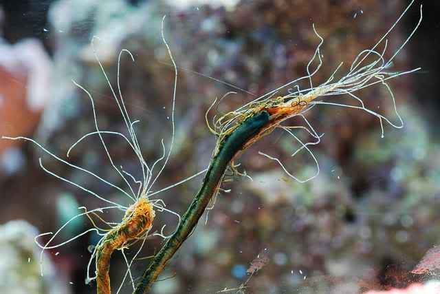 Spawning Spaghetti Worm (actually hair-worm, or cirratulid polychaete) | Reef2Reef